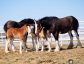 Visiting Warm Springs Ranch – Home of the Budweiser Clydesdales – Nifty Mom