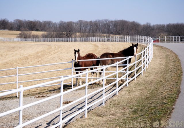 Visiting Warm Springs Ranch – Home of the Budweiser Clydesdales – Nifty Mom